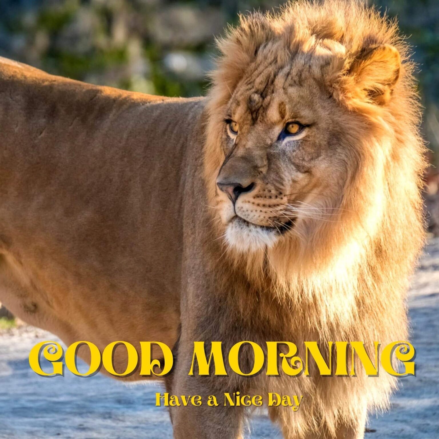 60+ Roaring Lion Good Morning Images & GIFs