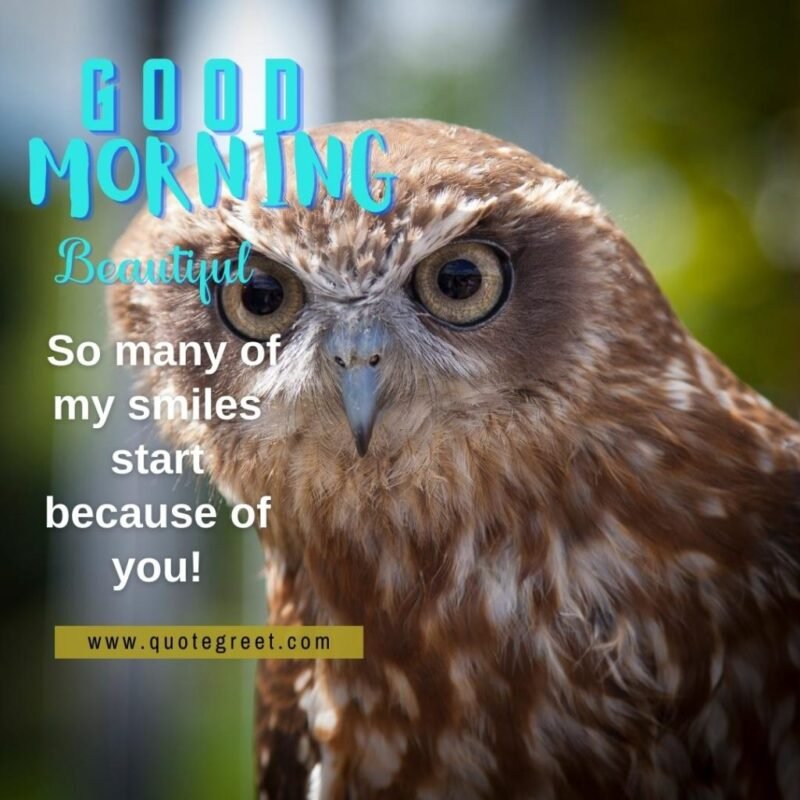 80+ Owl Morning Pictures And GIFs