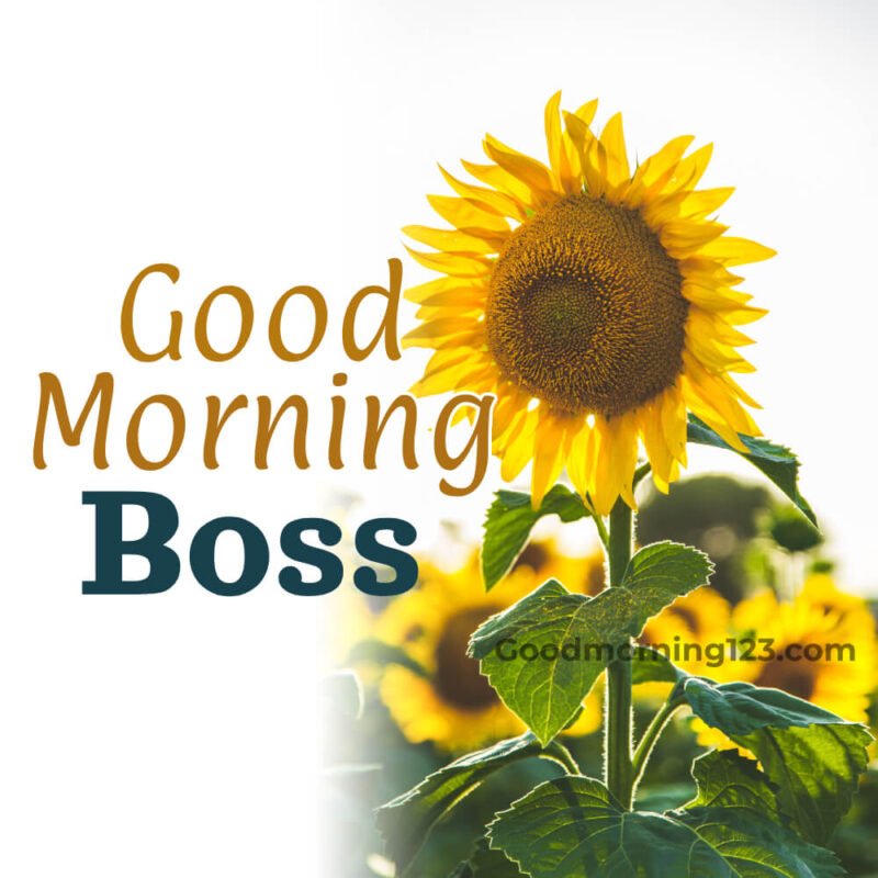 Professional Courtesy: Good Morning Images and Wishes for Boss