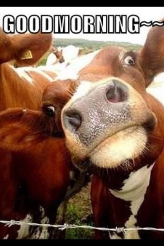 30+ Good Morning Charming Cow Photos
