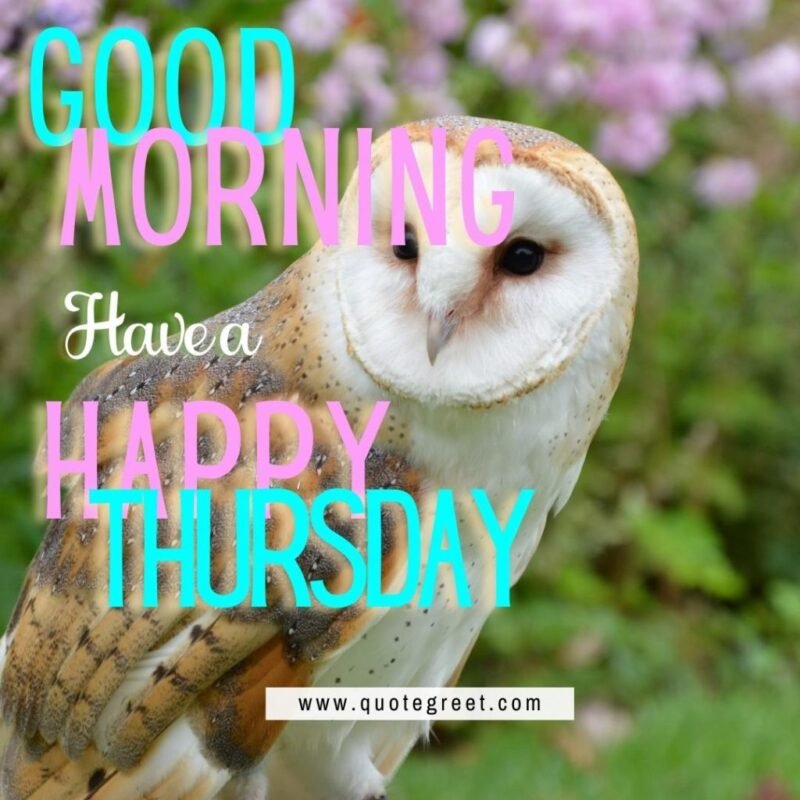 80+ Owl Morning Pictures And GIFs