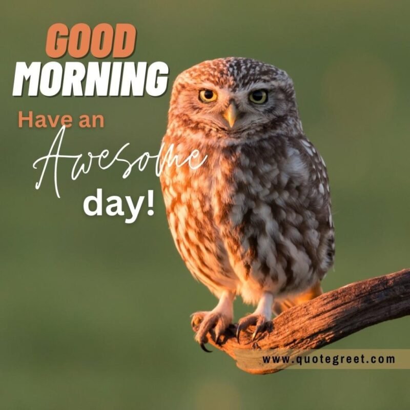 80+ Owl Morning Pictures And GIFs