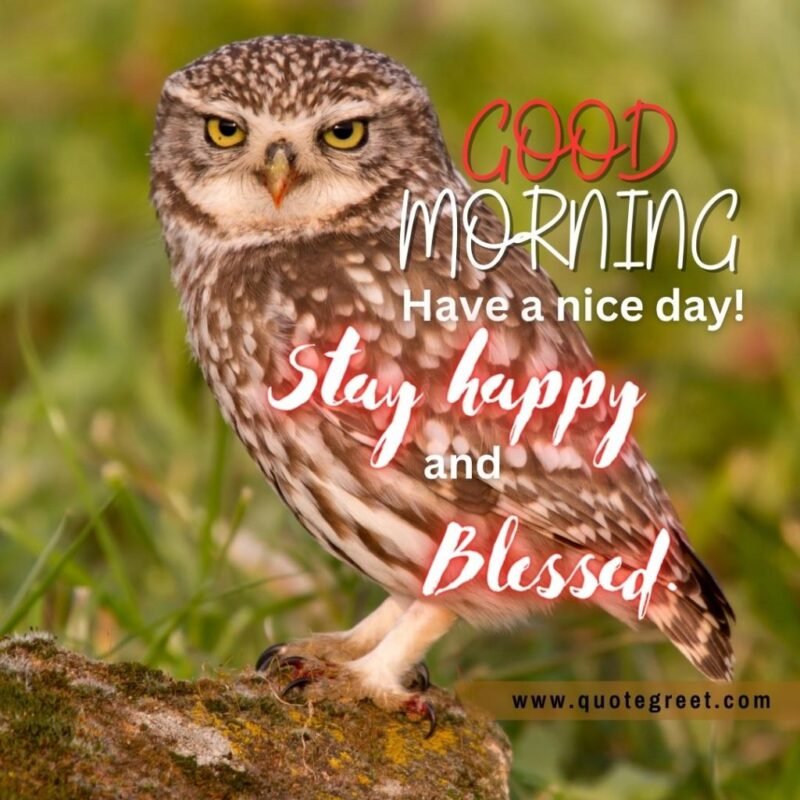 80+ Owl Morning Pictures And GIFs