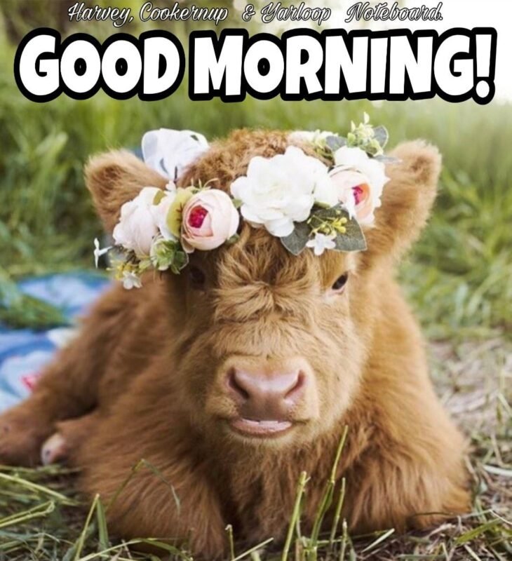 30+ Good Morning Charming Cow Photos