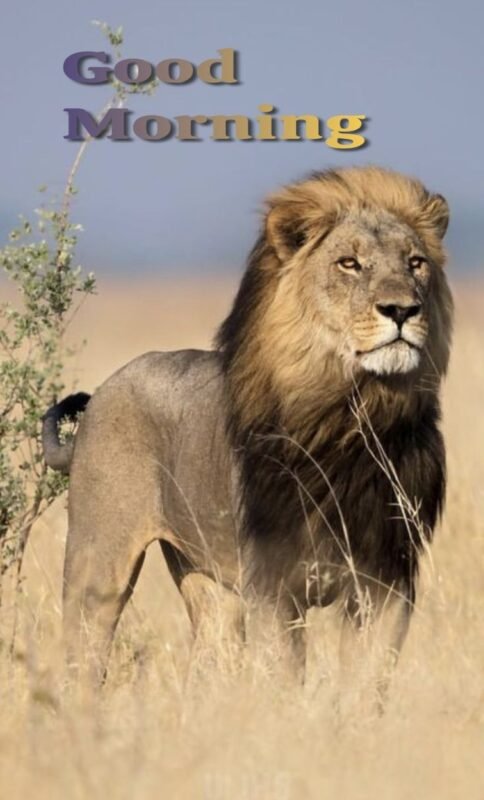 60+ Roaring Lion Good Morning Images & GIFs