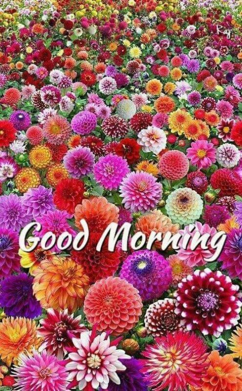 Good Morning Garden Flowers Images