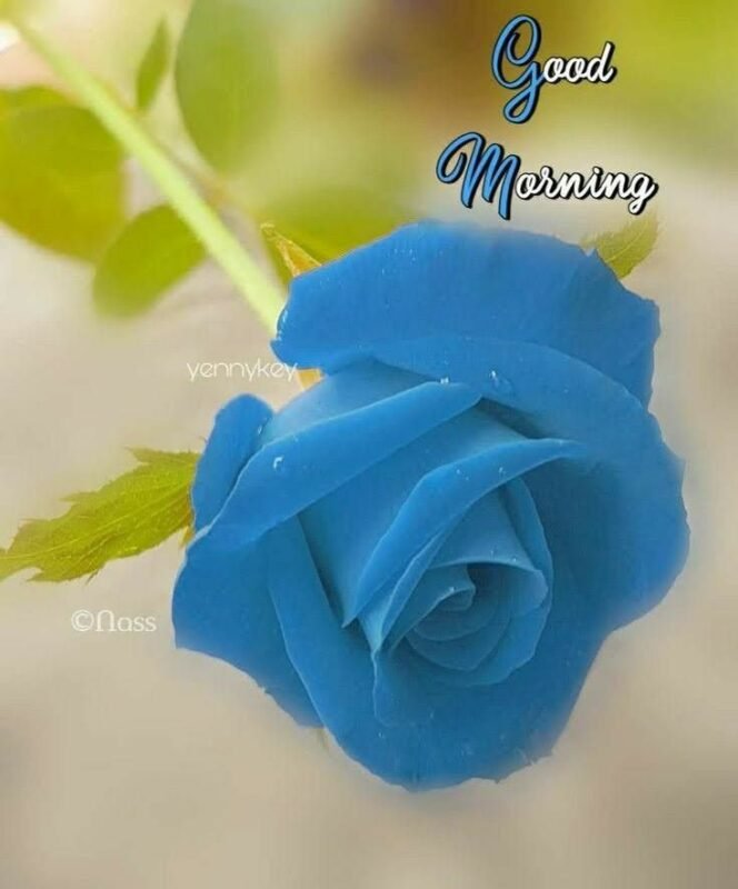 Good Morning Blue Rose Images & GIFs