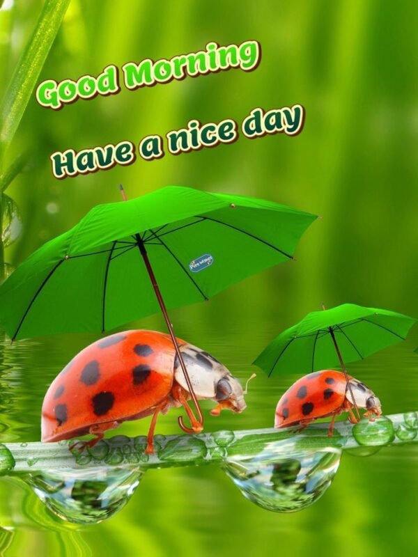 Good Morning Ladybug: Welcoming the Daylight