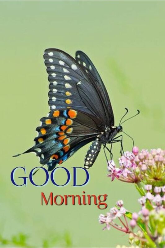 Beautiful Butterfly Good Morning GIFs And Photos