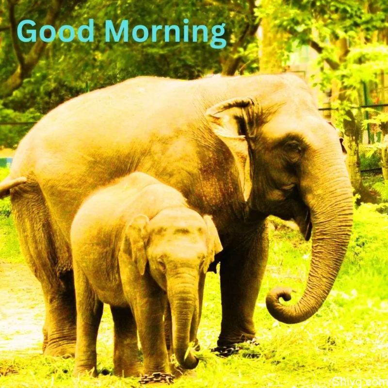 40+ Elephant Good Morning Pics