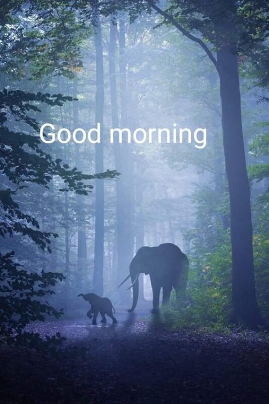 40+ Elephant Good Morning Pics