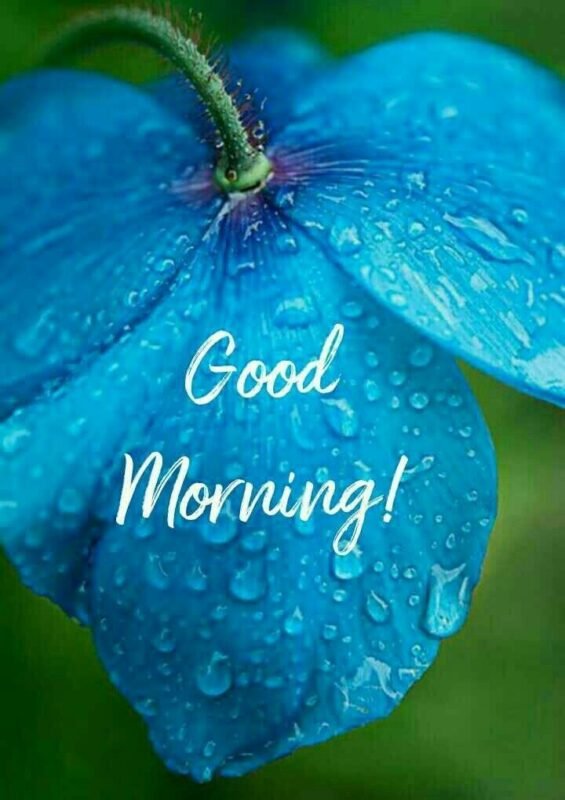 Good Morning Rainy Images - Good Morning Images - Good Morning Wishes