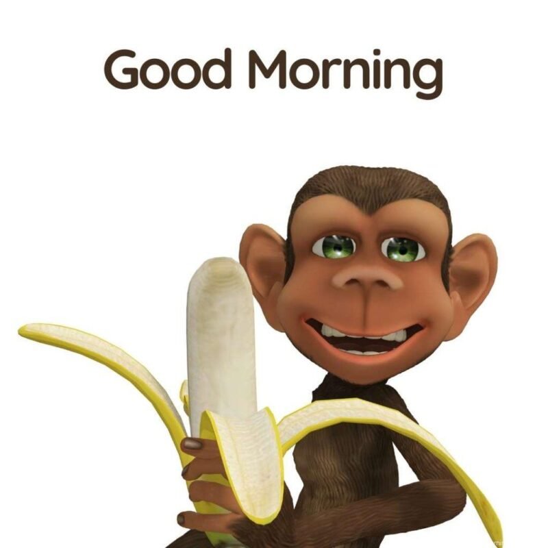 50+ Monkey Good Morning Images & GIFs