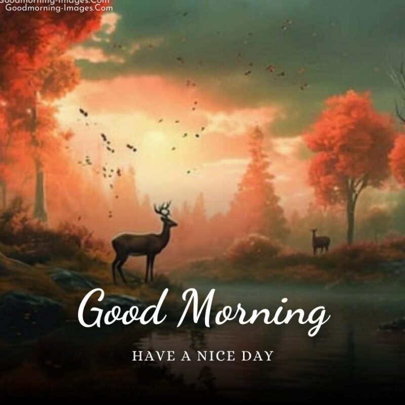 Images And GIFs Featuring Lovely Deer In The Morning.