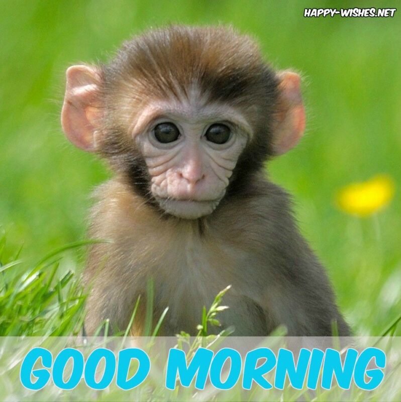 50+ Monkey Good Morning Images & GIFs