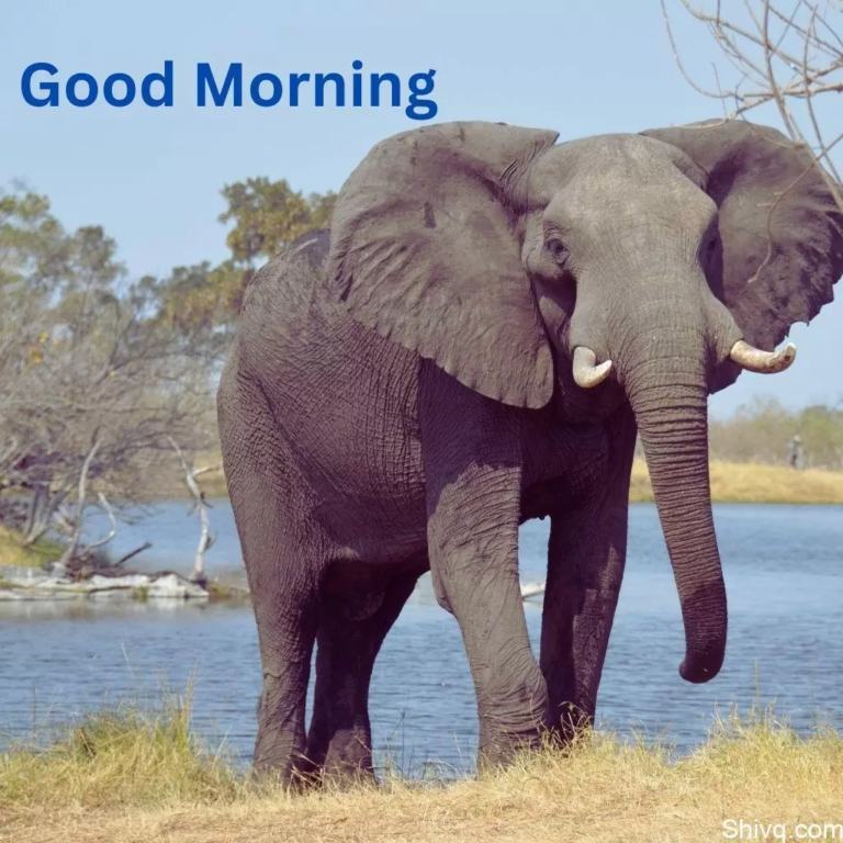 40+ Elephant Good Morning Pics