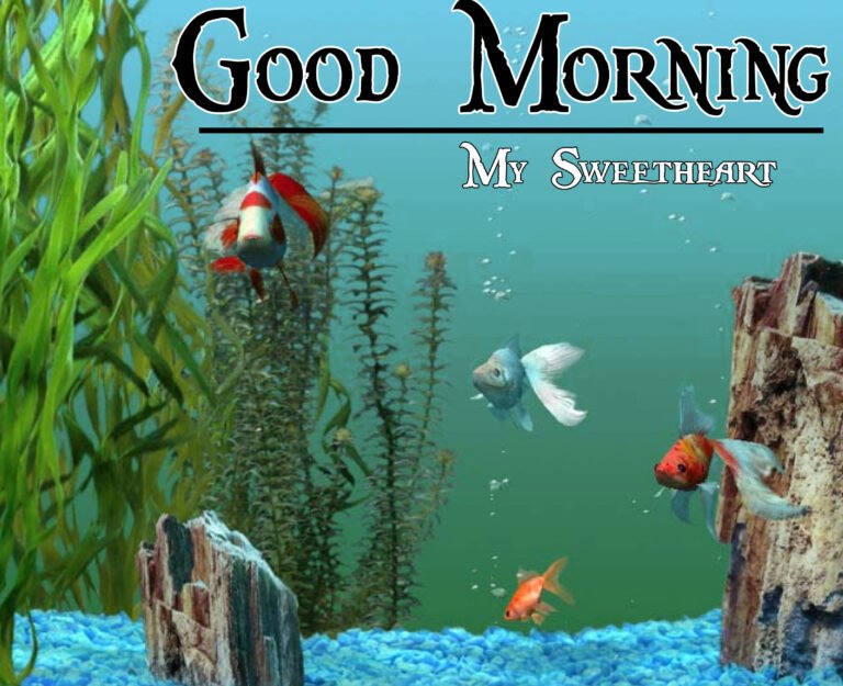 Fish-themed Good Morning Images & GIFs