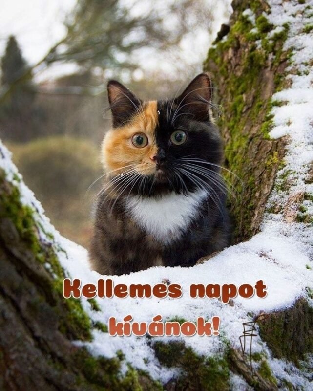 Good Morning Hungarian Images, Wishes & Greetings