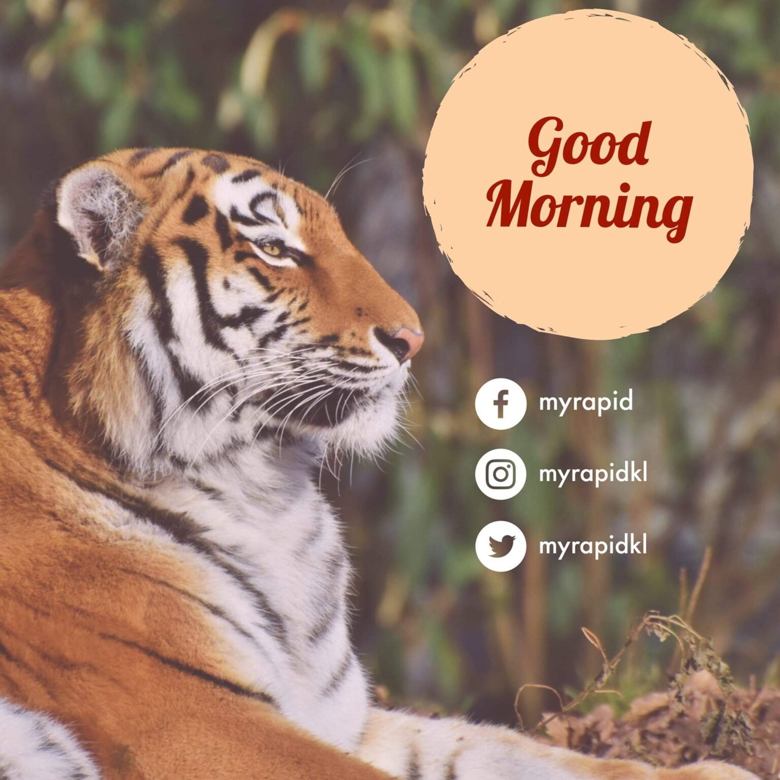 Roar Into The Day: Good Morning Tiger Photos & GIFs