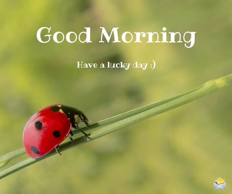 Good Morning Ladybug: Welcoming the Daylight