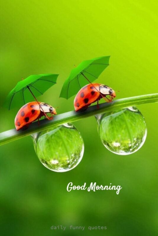 Good Morning Ladybug: Welcoming the Daylight