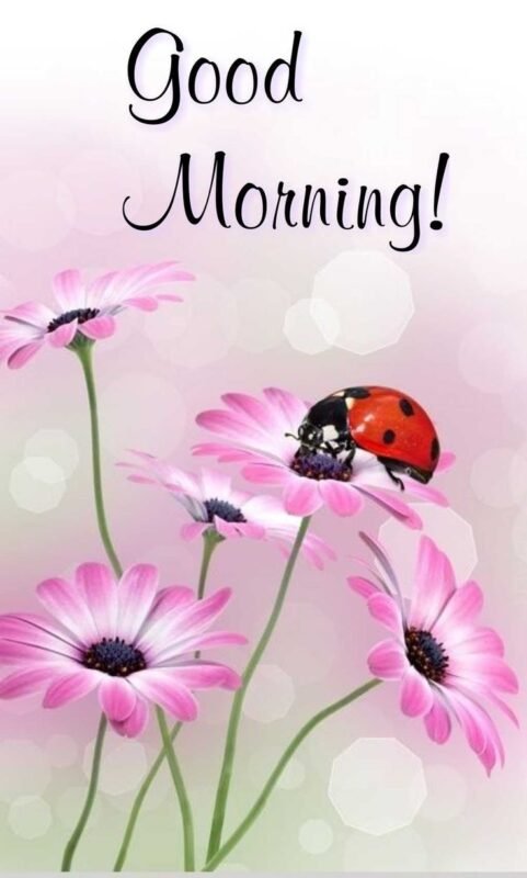 Good Morning Ladybug: Welcoming the Daylight