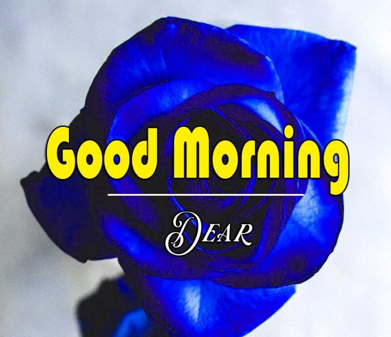 Good Morning Blue Rose Images & GIFs