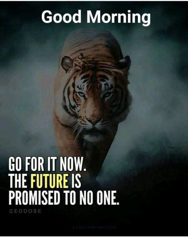 Roar Into The Day: Good Morning Tiger Photos & GIFs