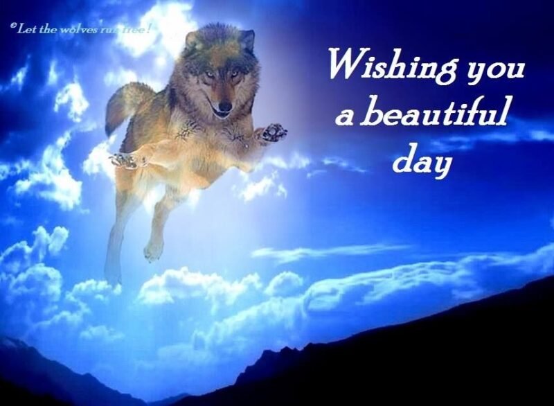 Wildly Beautiful: Good Morning with Stunning Wolf Images - Good Morning ...