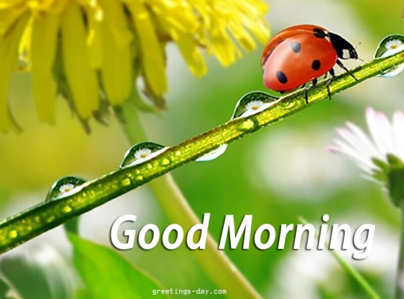 Good Morning Ladybug: Welcoming the Daylight