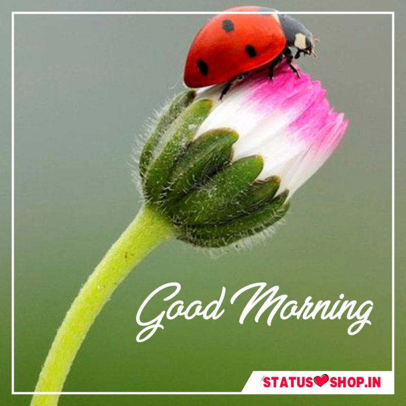 Good Morning Ladybug: Welcoming the Daylight