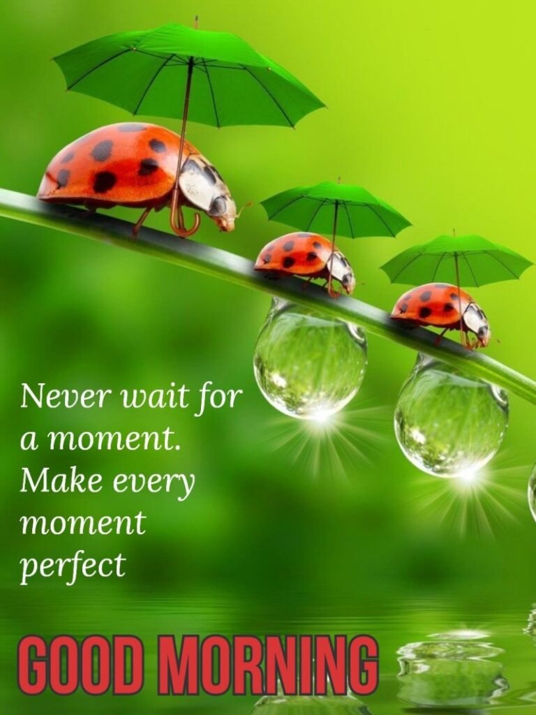 Good Morning Ladybug: Welcoming the Daylight