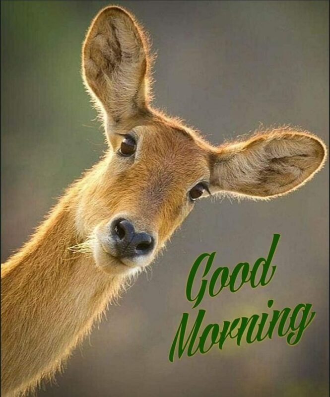 Images And GIFs Featuring Lovely Deer In The Morning.