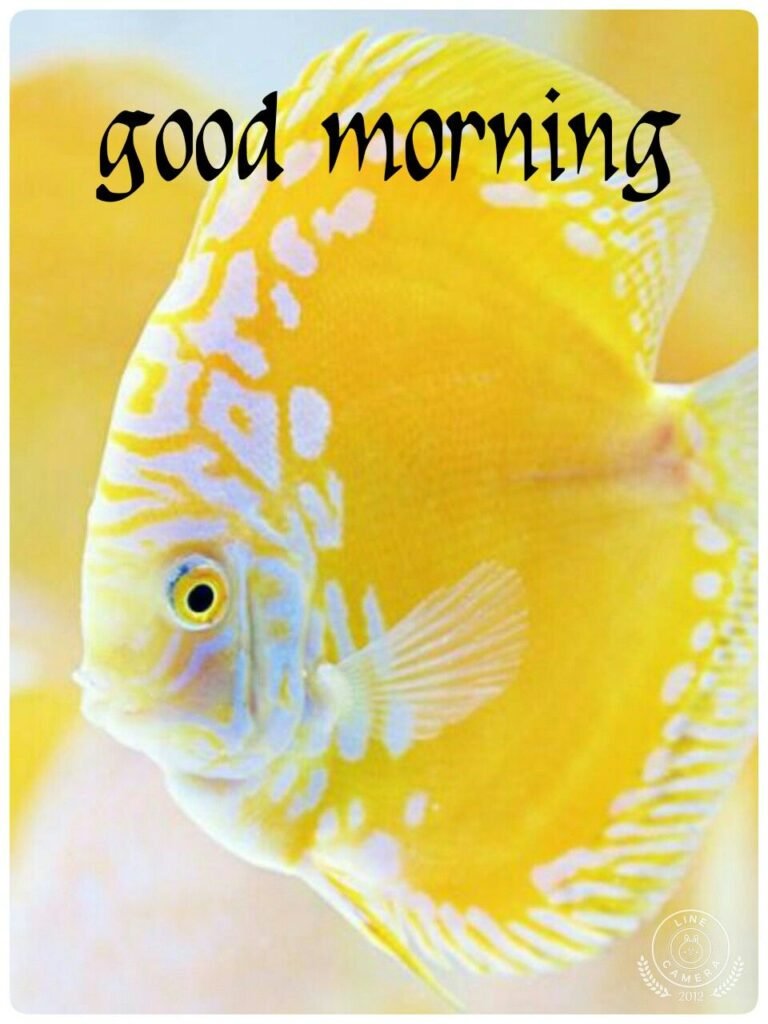Fish-themed Good Morning Images & GIFs
