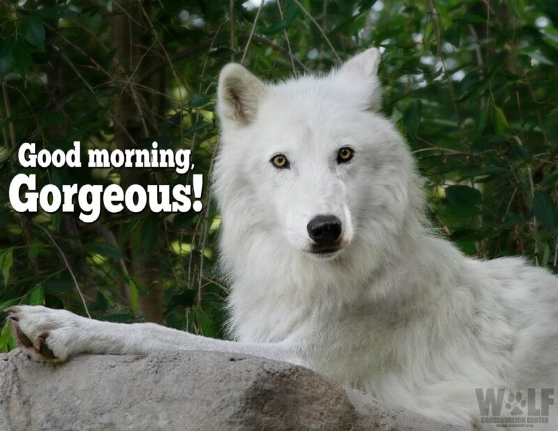 Wildly Beautiful: Good Morning with Stunning Wolf Images