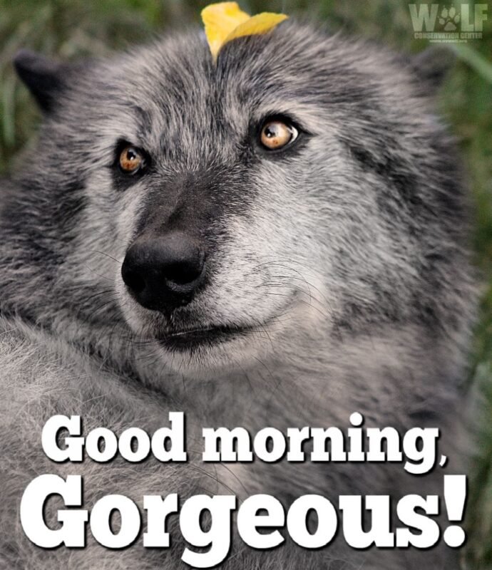 Wildly Beautiful: Good Morning with Stunning Wolf Images