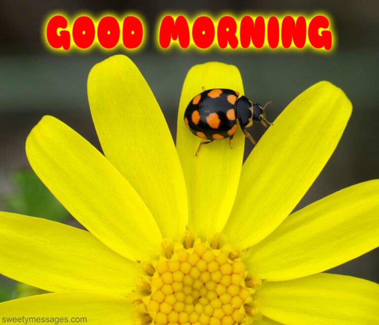 Good Morning Ladybug: Welcoming the Daylight