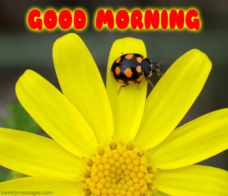 Good Morning Ladybug: Welcoming the Daylight