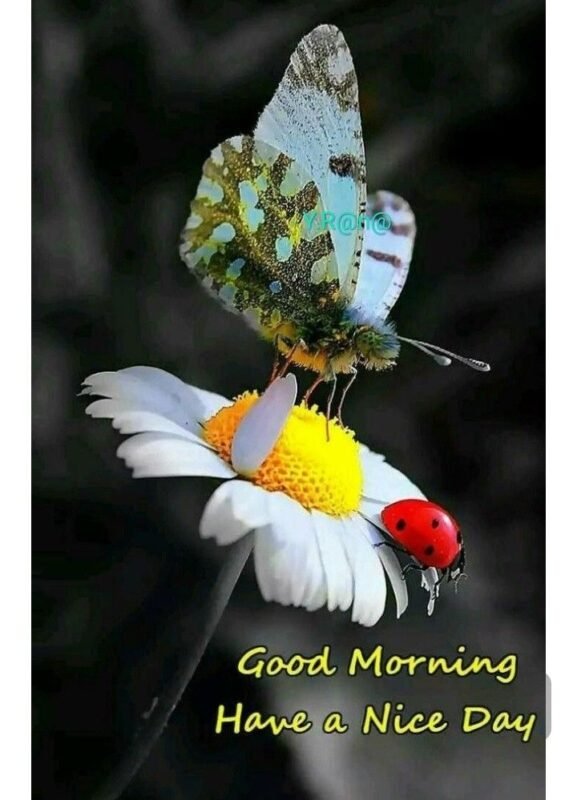 Good Morning Ladybug: Welcoming the Daylight