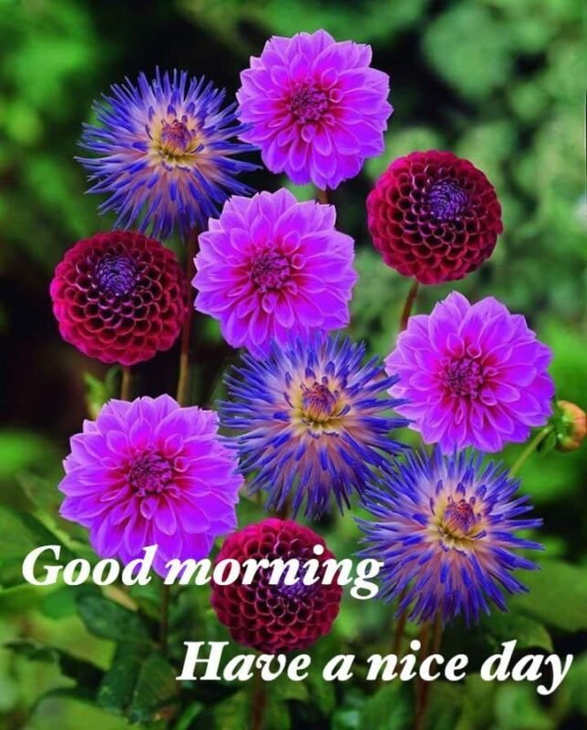 Good Morning Garden Flowers Images