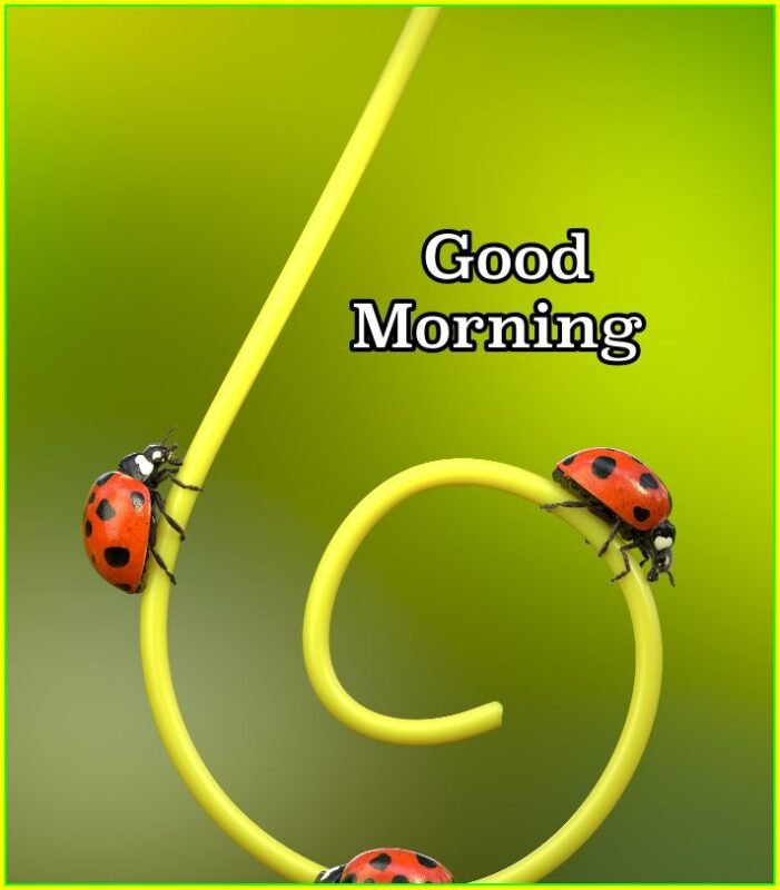 Good Morning Ladybug: Welcoming the Daylight