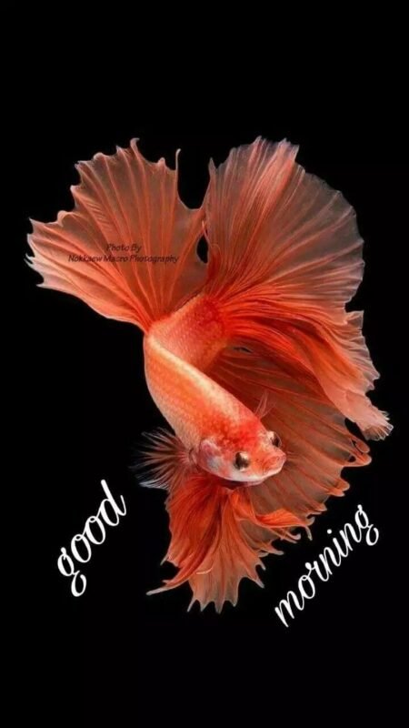 Fish-themed Good Morning Images & GIFs