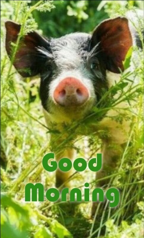 Cuteness Overload With Good Morning Piggy Pics And GIFs