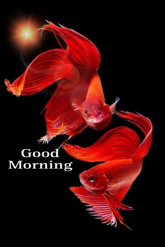Fish-themed Good Morning Images & GIFs