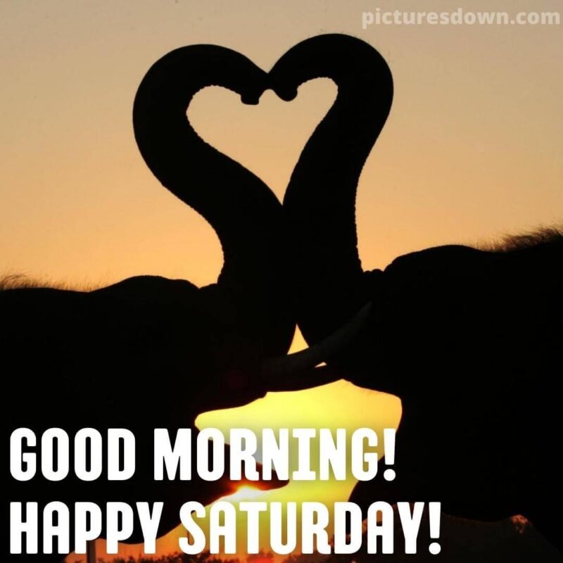 40+ Elephant Good Morning Pics