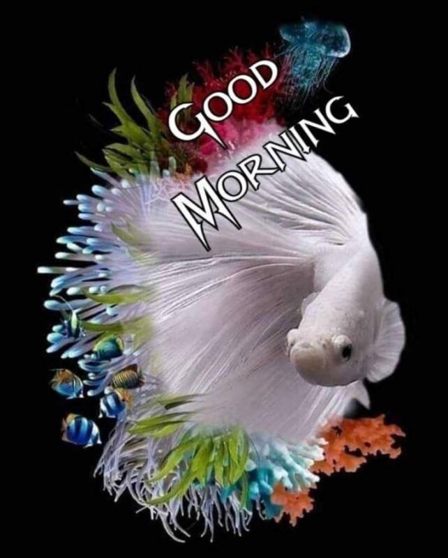 Fish-themed Good Morning Images & GIFs