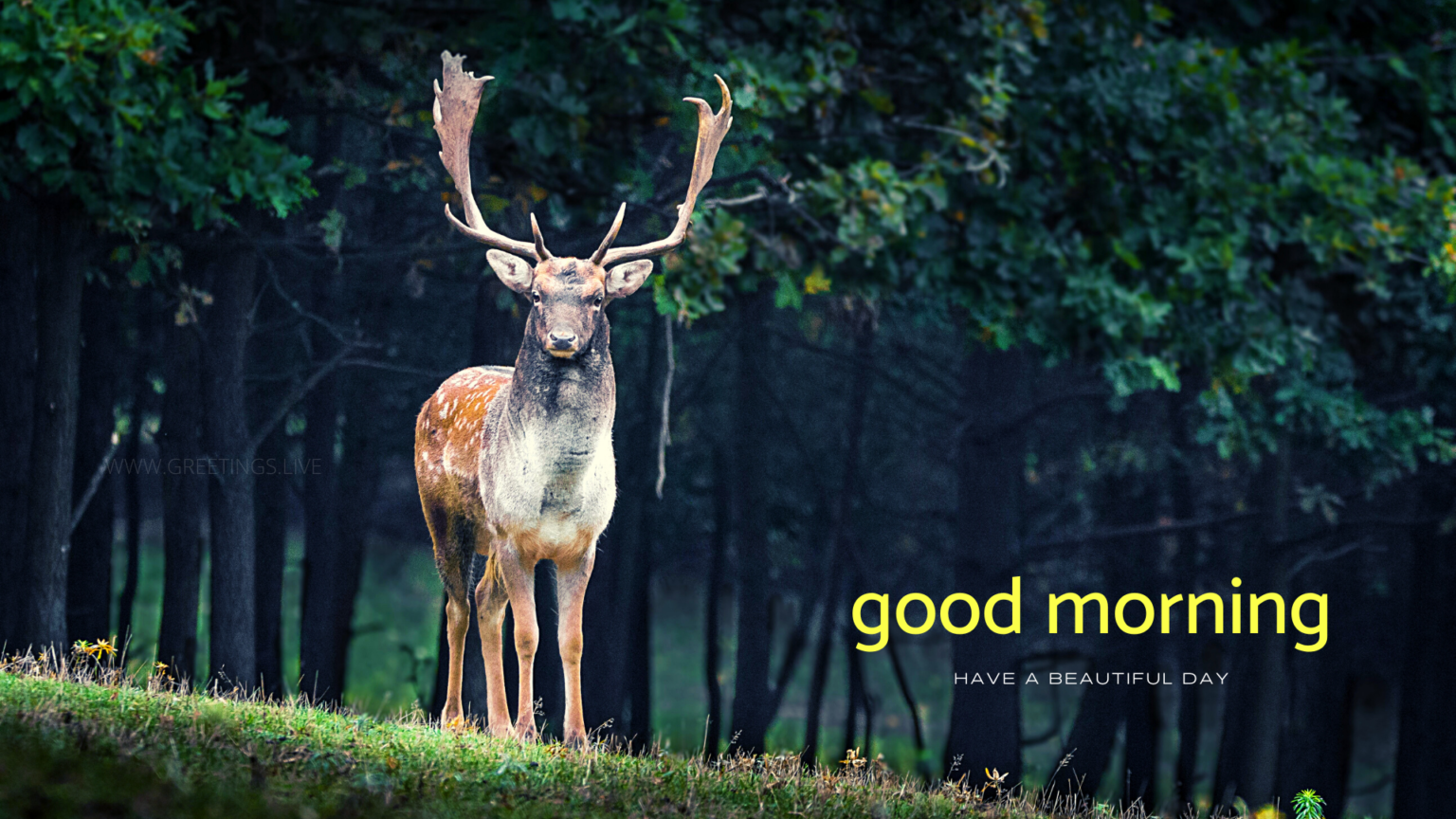 Images And GIFs Featuring Lovely Deer In The Morning.