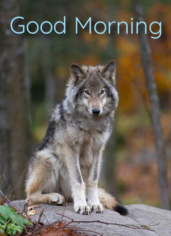Wildly Beautiful: Good Morning with Stunning Wolf Images