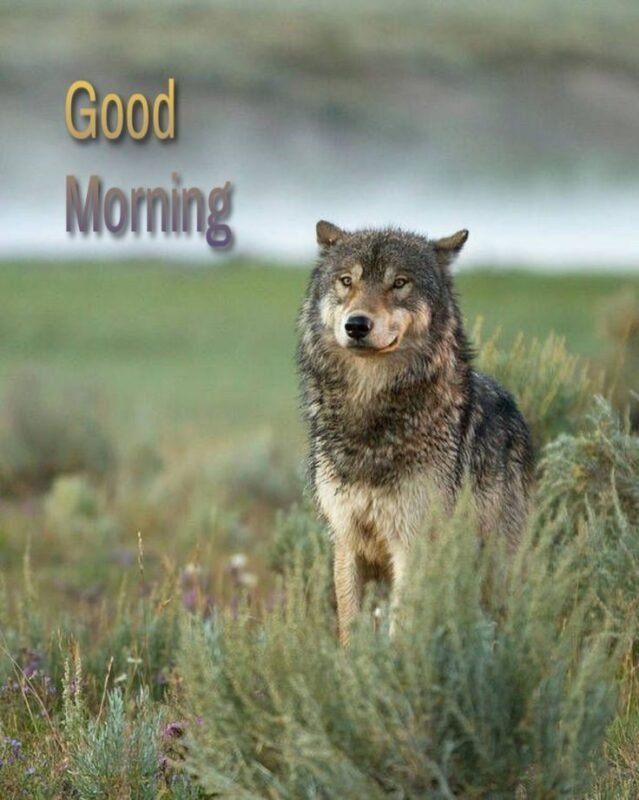Wildly Beautiful: Good Morning with Stunning Wolf Images - Good Morning ...