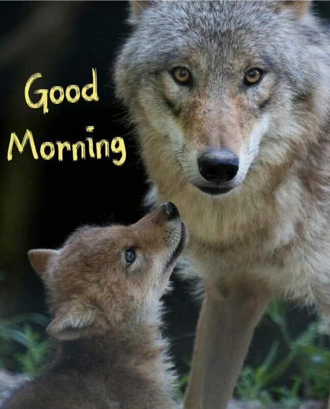 Wildly Beautiful: Good Morning with Stunning Wolf Images - Good Morning ...